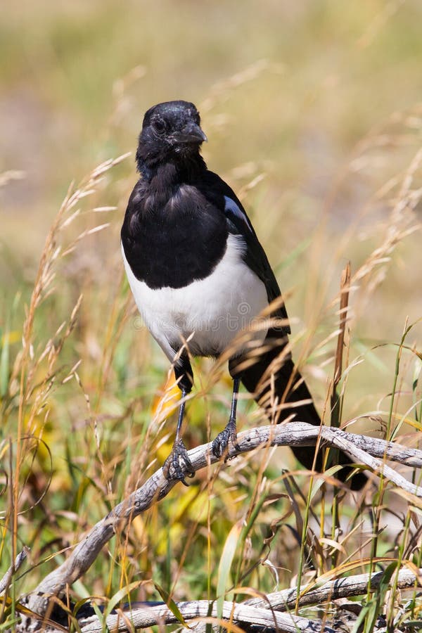 Magpie portrait stock photo. Image of portrait, vertical - 85090186