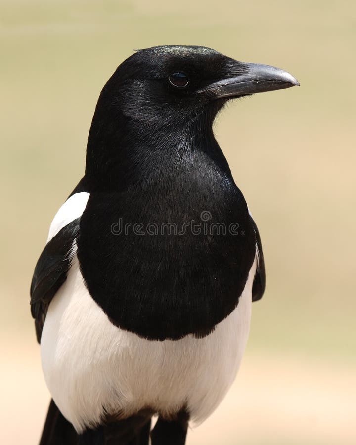 Magpie Posing on a Fence in an English Country Lane Stock Photo - Image ...