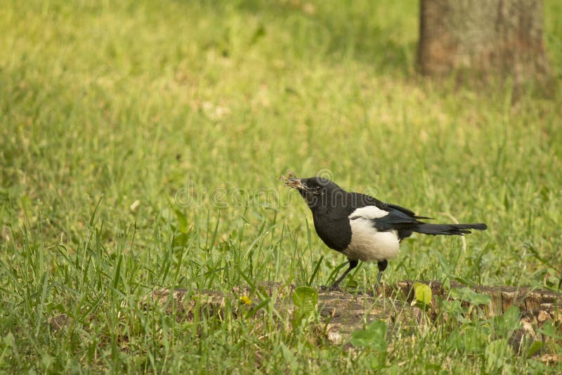 Magpie with Prey in Its Beak on a Green Lawn Stock Photo - Image of ...