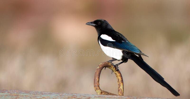 Magpie on a Ring (Pica Pica) Stock Image - Image of wildlife, wild ...