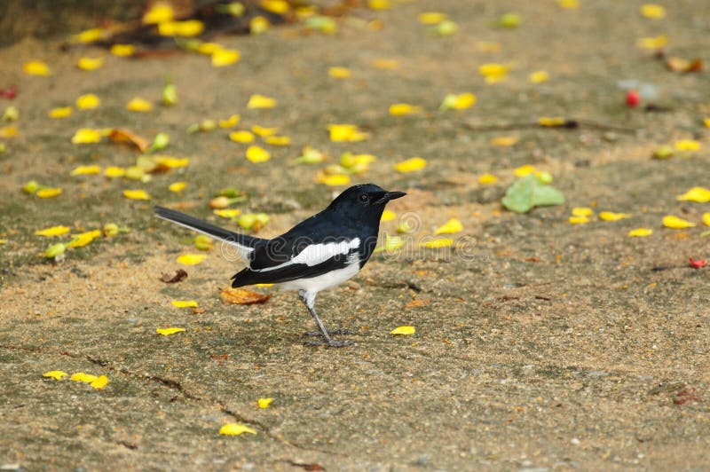Black-billed magpie stock photo. Image of montana, black - 4224846