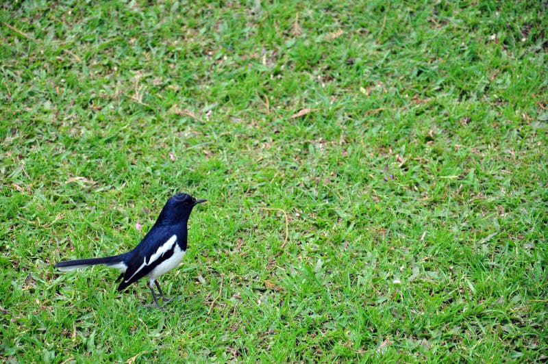 Magpie Robin stock photo. Image of lanka, wildlife, small - 23489744