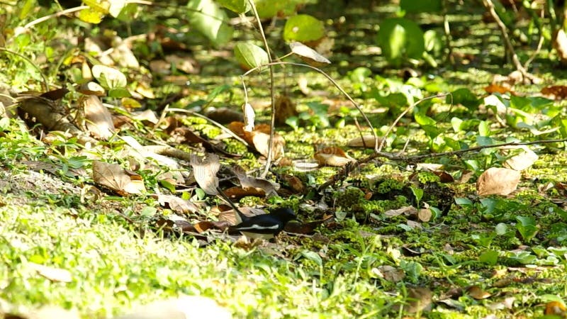 Magpie Robin Bird is Catching the Food Stock Footage - Video of motion ...