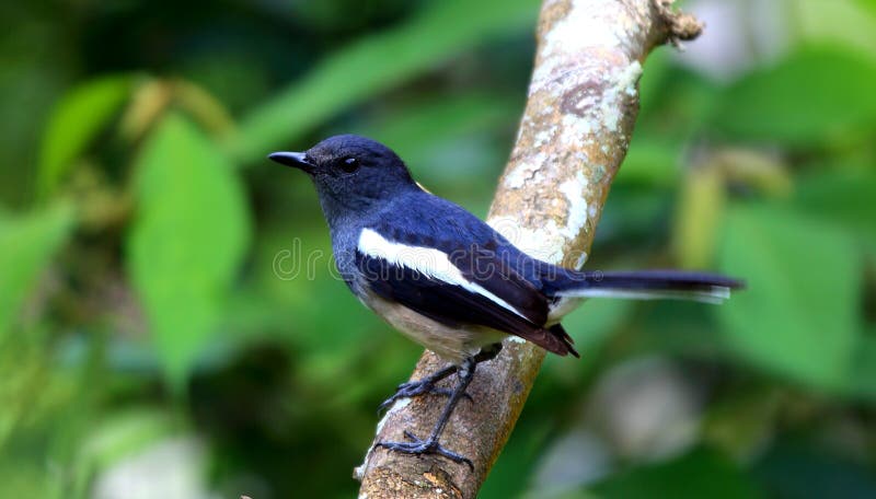 Magpie Robin Bird in Malaysia Stock Image - Image of malaysia, robin ...