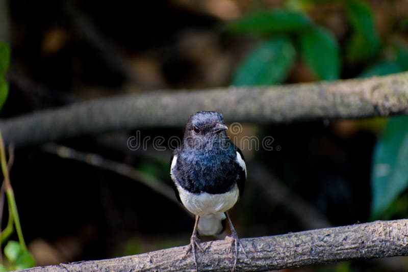 Magpie Robin stock image. Image of nature, white, robin - 180425329
