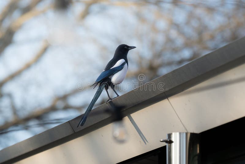 Magpie Robin Perched Atop a Building Structure Basking in the Luminous ...