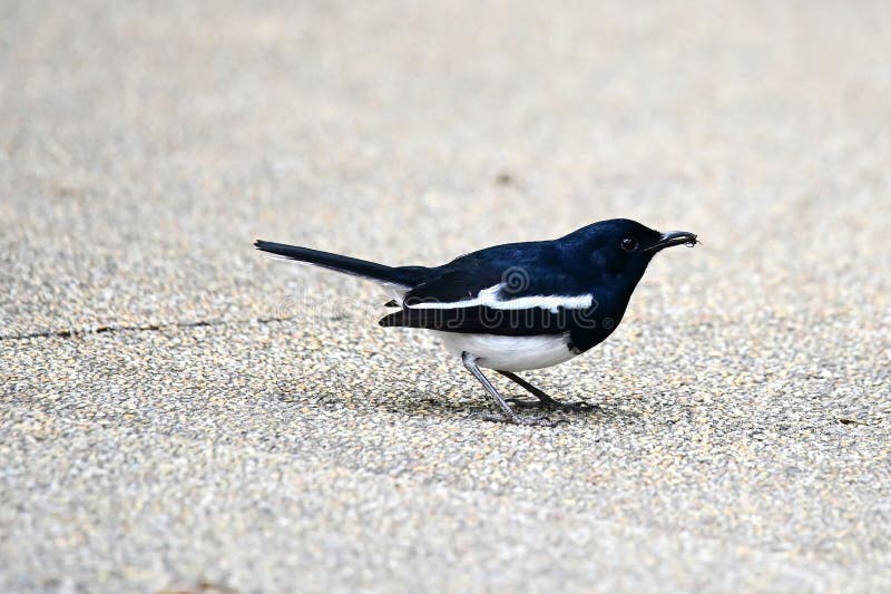Magpie Robin Preying on Spider Stock Image - Image of preying, robin ...