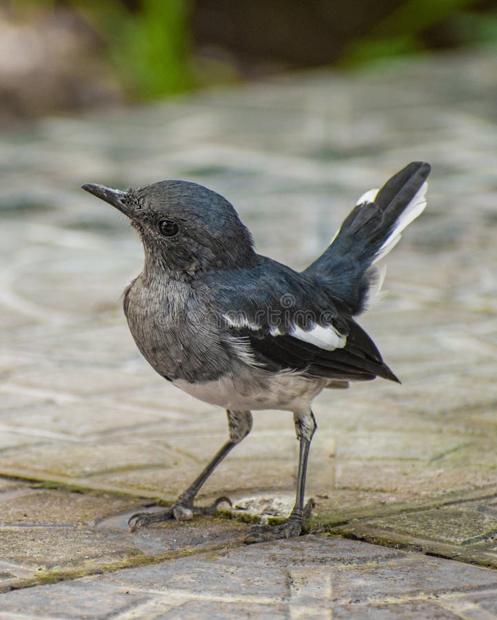 Magpie Robin Standing on the Floor Stock Photo - Image of green ...