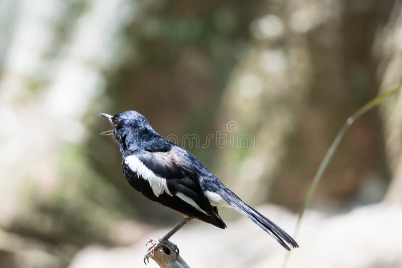 Magpie Robin while on a Tree Branch Looking for Food Isolated Stock ...