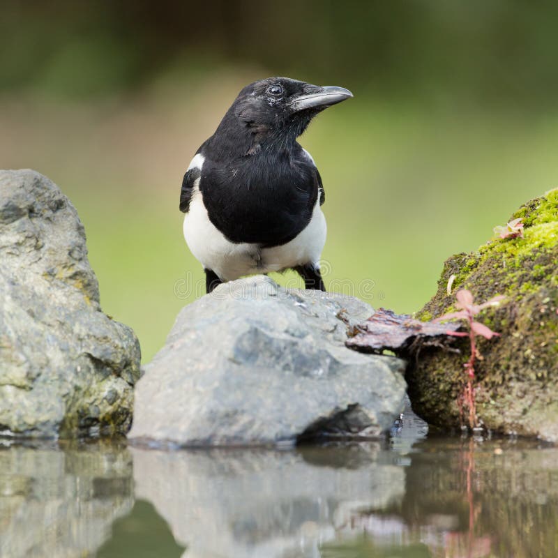 Pied magpie stock image. Image of magpie, winter, wildlife - 22449351