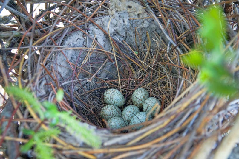 191 Pica Nest Stock Photos - Free & Royalty-Free Stock Photos from ...