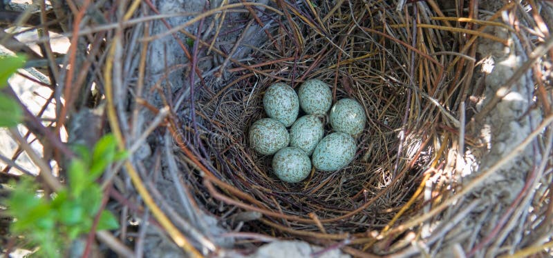 Magpie s nest with clutch stock photo. Image of maggot - 236394242