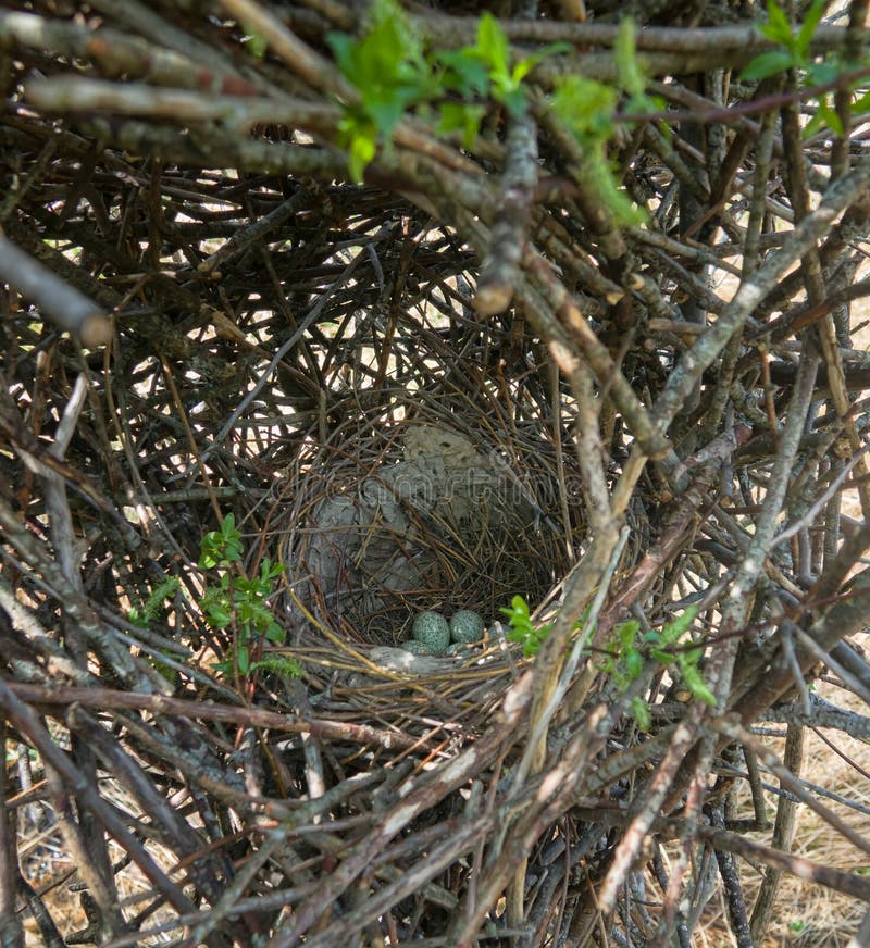 Magpie s nest with clutch stock photo. Image of nest - 236394254