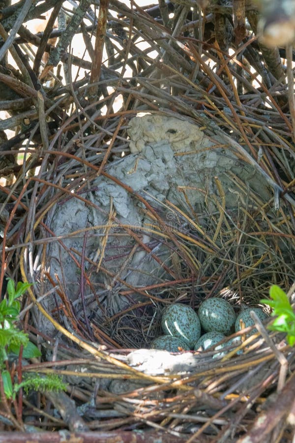 Magpie s nest with clutch stock image. Image of branches - 236394287