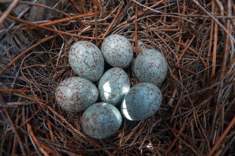 Magpie s nest with clutch stock photo. Image of nesting - 236394296