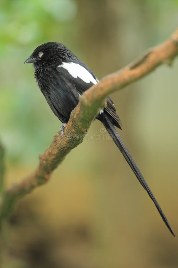 Magpie shrike stock image. Image of sleeping, african - 26457393