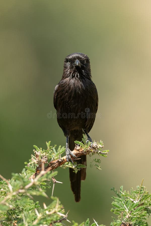 Magpie Shrike Perched on Thornbush Facing Camera Stock Image - Image of ...