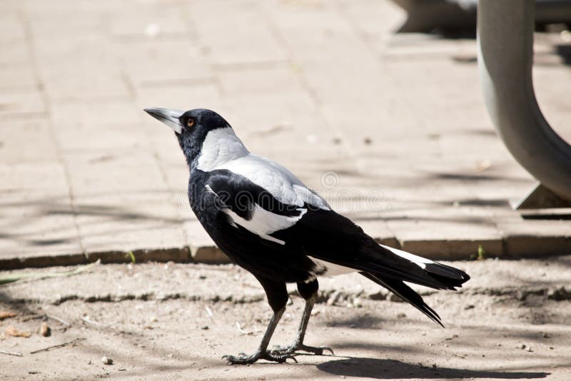 Magpie on the ground stock photo. Image of ground, side - 128304824