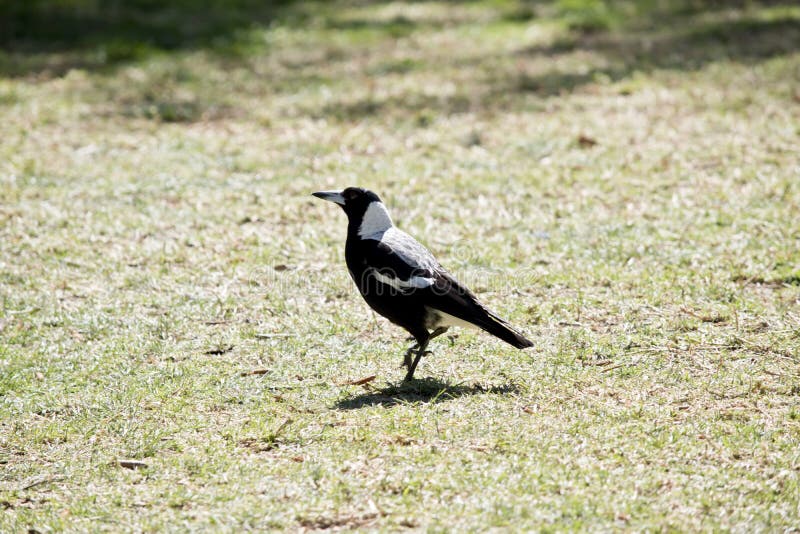 Magpie walking on lawn stock image. Image of view, bird - 128304877
