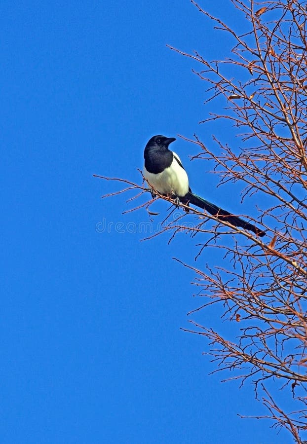 Magpie Sitting on a Bare Tree in Sunlight Stock Photo - Image of ...