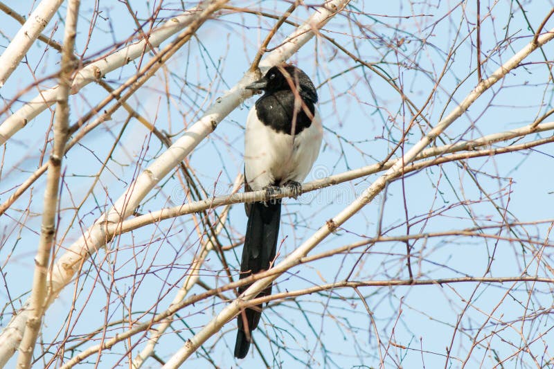 Magpie Sitting on a Birch Tree in Spring Stock Photo - Image of bird ...