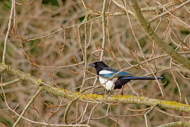 Magpie Sitting on a Branch, Side View, Selective Focus Stock Photo ...