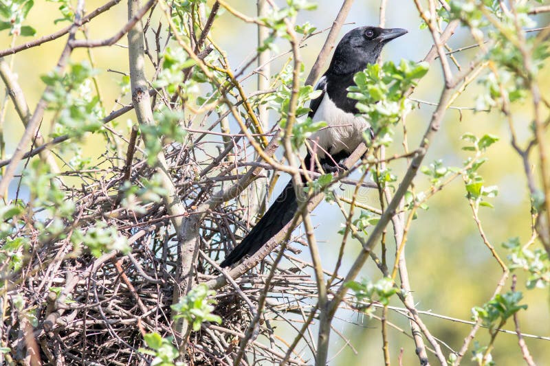 Magpie Sitting at Its Nest in Spring Stock Photo - Image of beak, wild ...