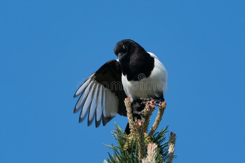 Magpie Sitting at Pine Tree Top Stock Photo - Image of denmark ...
