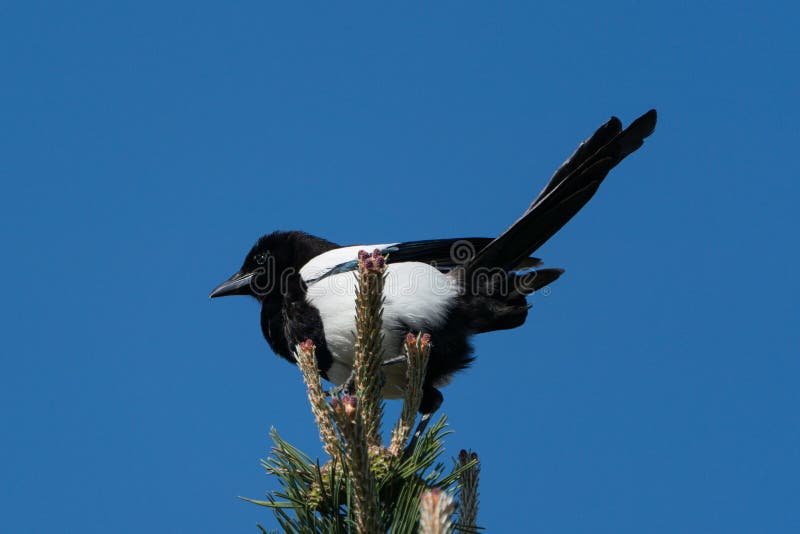 Magpie Sitting at Pine Tree Top Stock Image - Image of closeup, side ...