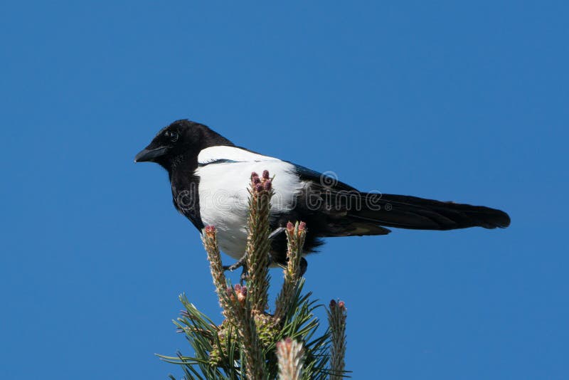 Magpie Sitting at Pine Tree Top Stock Photo - Image of animal, side ...