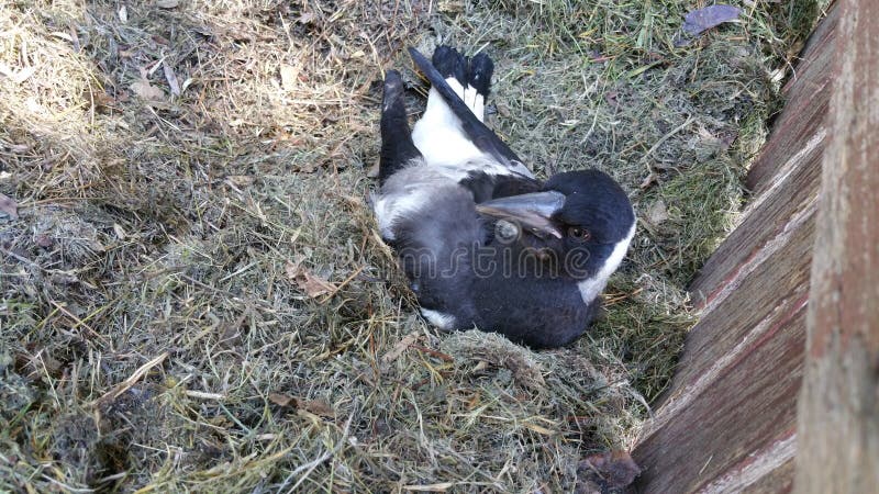 Magpie Asleep Stock Photos - Free & Royalty-Free Stock Photos from ...