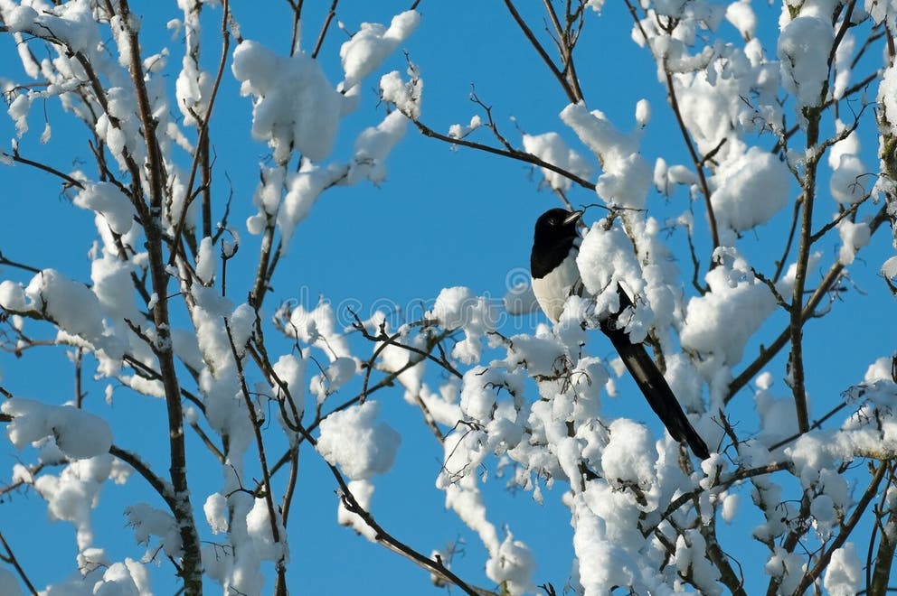 Magpie in snow stock photo. Image of freezing, feathers - 12711550