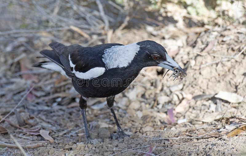 Magpie with spider stock photo. Image of beak, food - 199900318