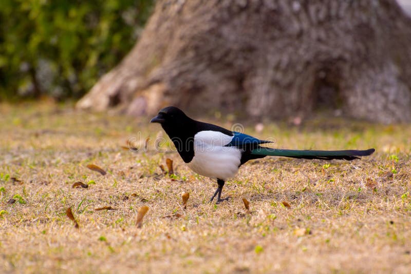 Magpie on grass stock photo. Image of beak, grey, magpie - 147049022
