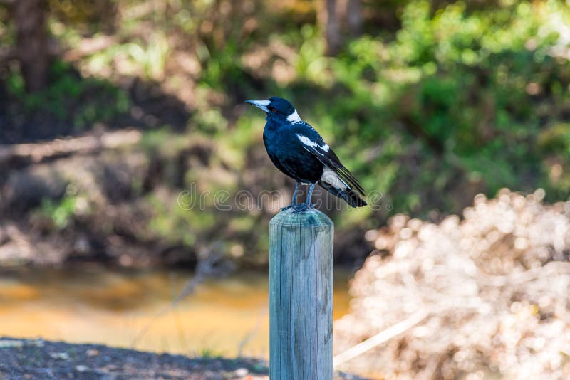 Magpie Standing on a Post in Donnybrook Stock Image - Image of ground ...
