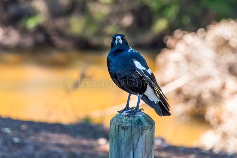 Magpie Standing on a Post in Donnybrook Stock Photo - Image of healthy ...