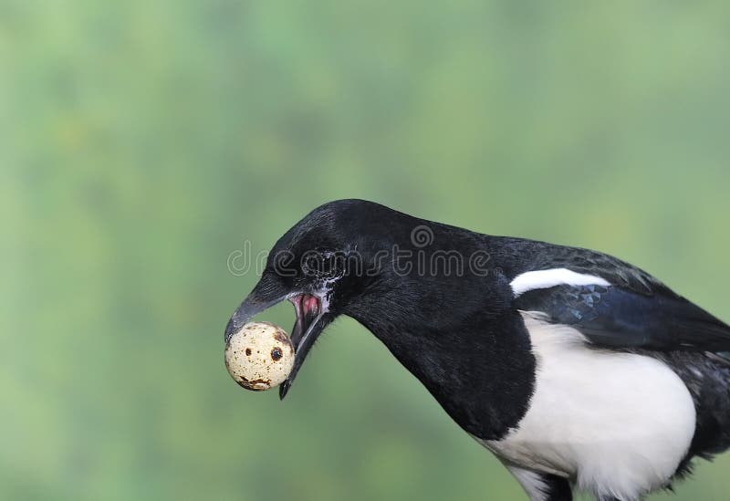 Magpie stealing eggs. stock photo. Image of ecosystem - 24638676