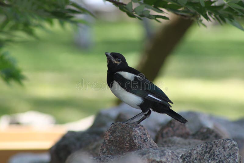 Magpie on the stone stock photo. Image of magpie, tree - 154905312
