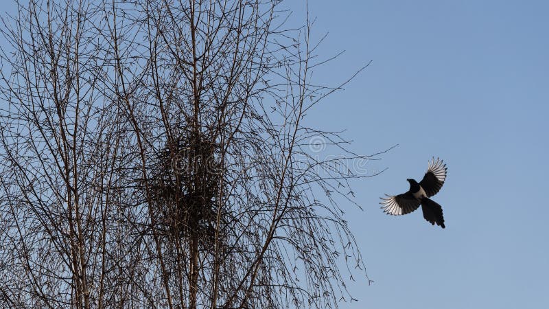 Magpie and tree stock image. Image of life, reproductive - 367760567