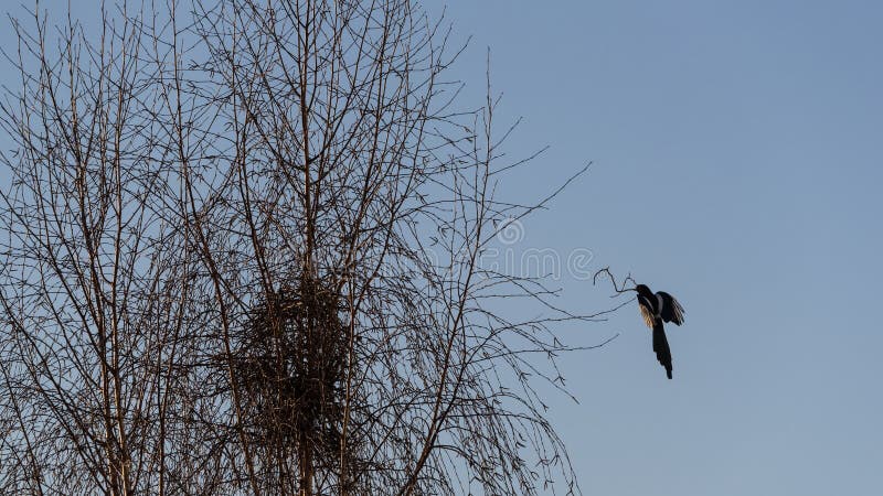 MAGPIE and TREE stock photo. Image of nesting, nature - 370293866