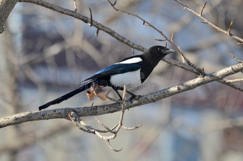 Magpie on a tree branch stock image. Image of tail, nature - 52491083