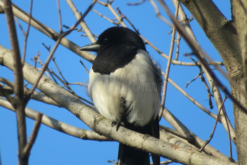 Magpie on the Tree Branch, Closeup Stock Image - Image of feather ...