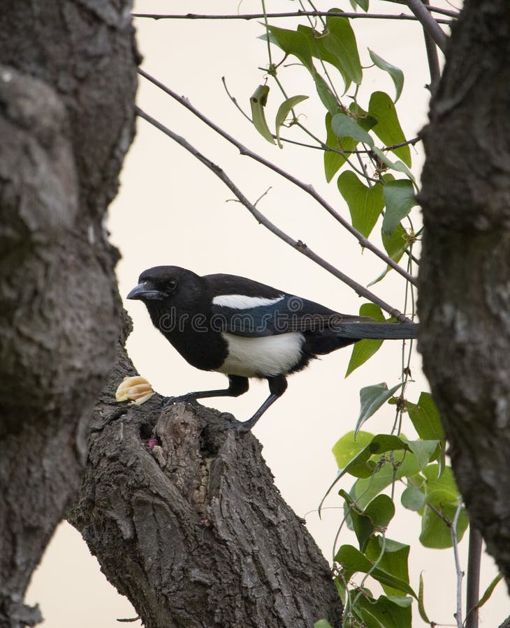 Magpie on a tree branch stock photo. Image of tree, nature - 219461958