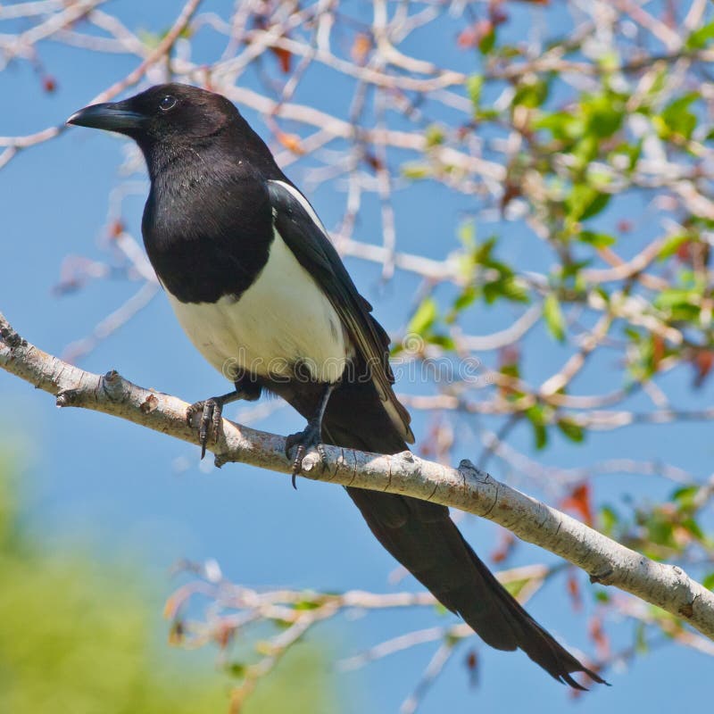 Magpie on a tree branch stock image. Image of avian, feathers - 31145609