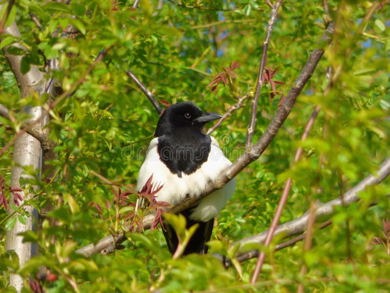 Magpie Sitting On Tree Branch Stock Image - Image of blue, wildlife ...