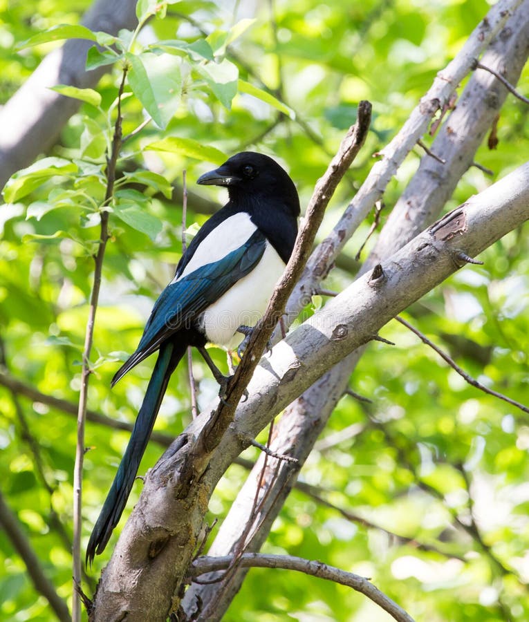 Magpie on the tree stock image. Image of wildlife, white - 101375737