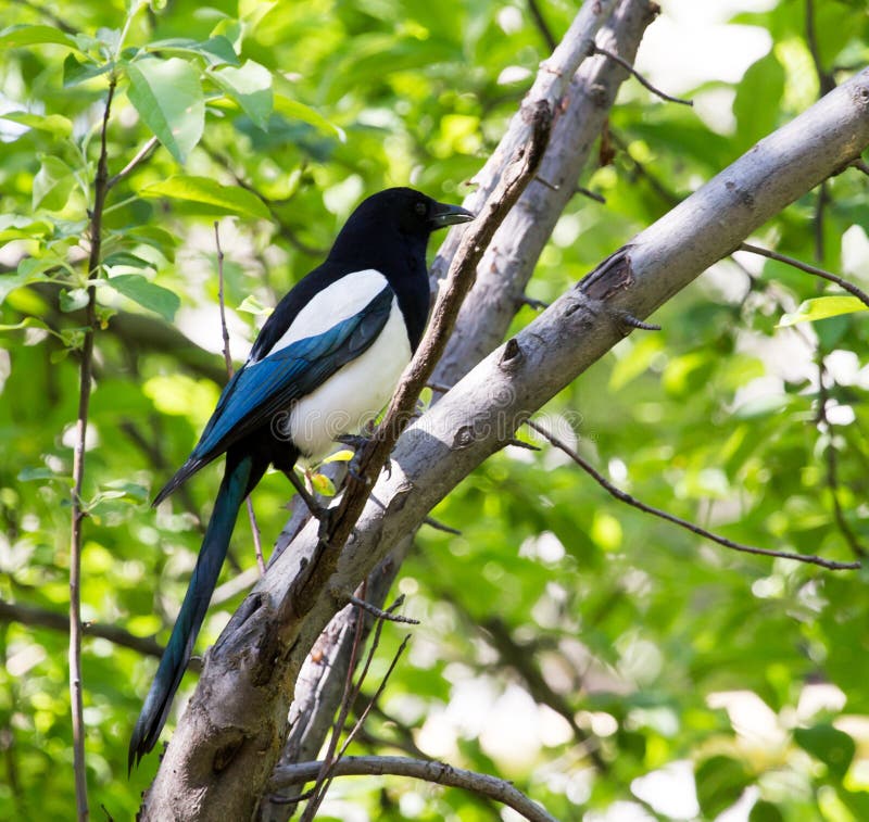Magpie on the tree stock image. Image of bird, perched - 102577383