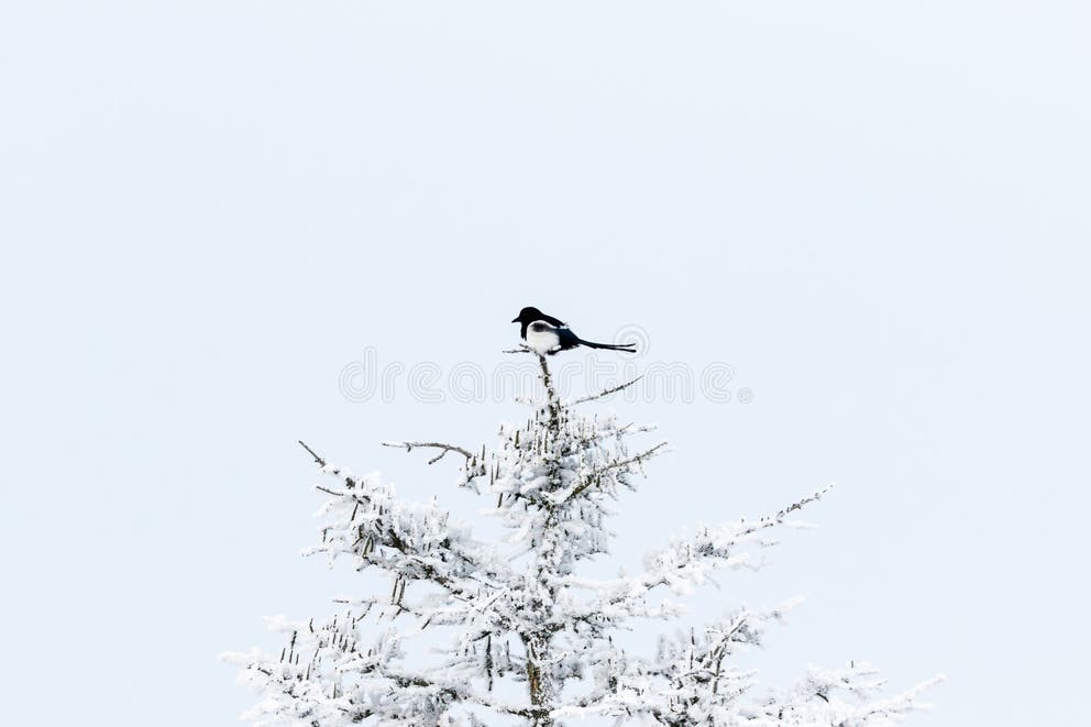 Magpie in a Tree Top in Winter Stock Photo - Image of still, spruce ...
