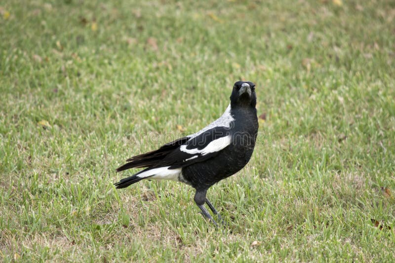 The Magpie is a Very Intelligent Bird that Can Be Taught Tricks Stock ...