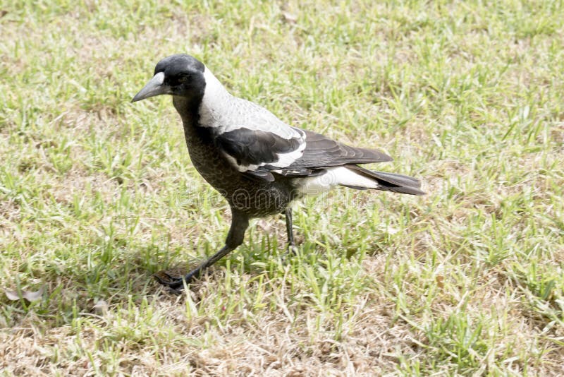 The Magpie is a Very Intelligent Bird that Can Be Taught Tricks Stock ...